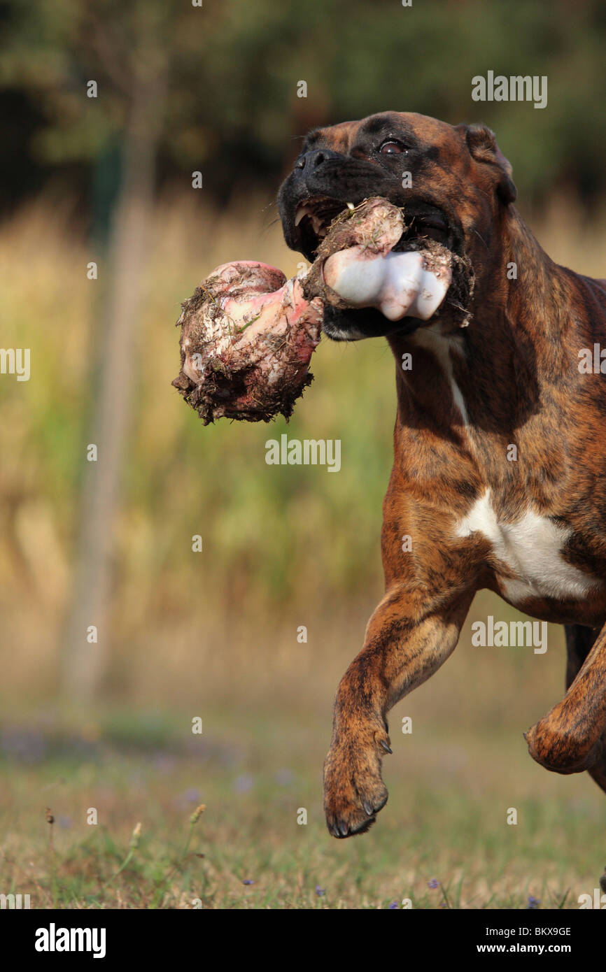 German Boxer with bone Stock Photo - Alamy