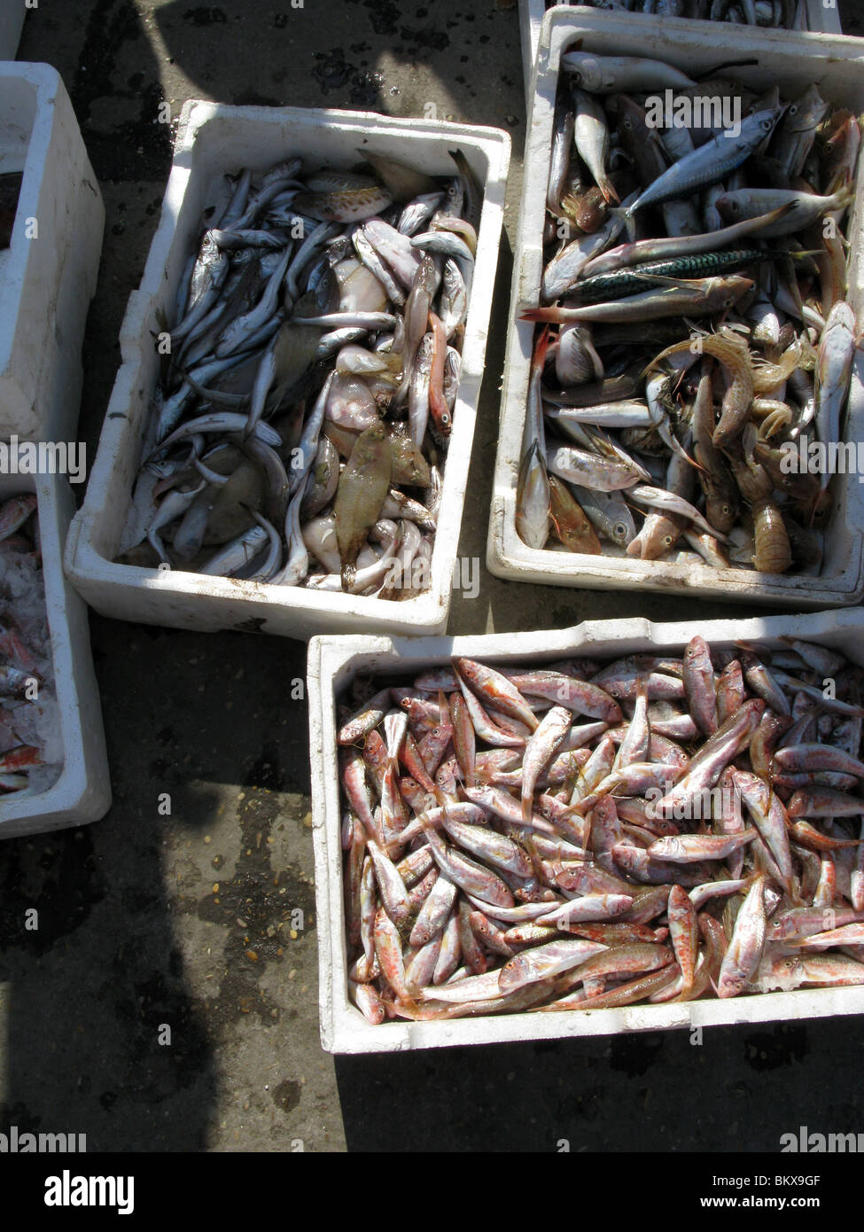 boxes full of sea fish in port dock harbour italy Stock Photo - Alamy