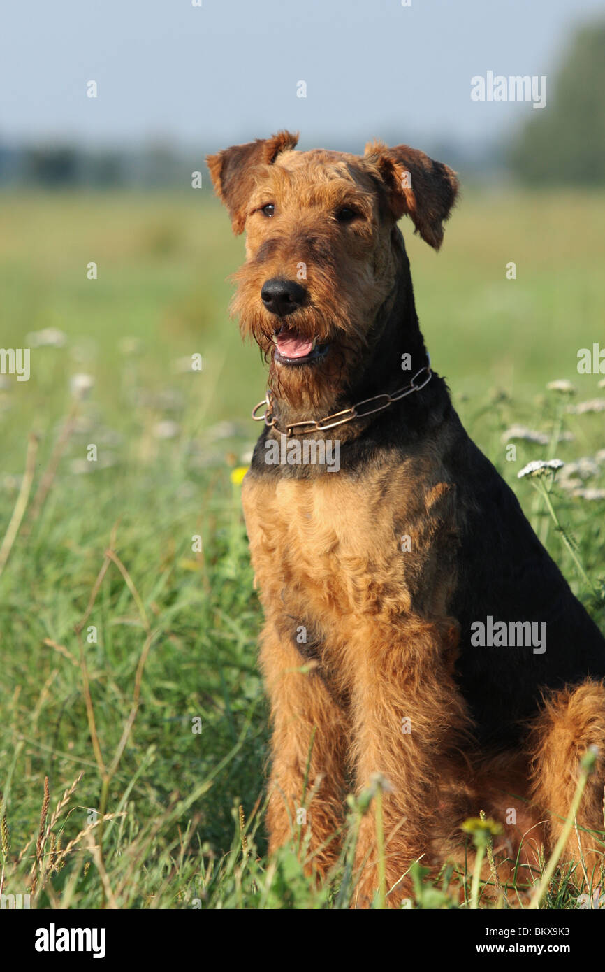 sitting Airedale Terrier Stock Photo - Alamy