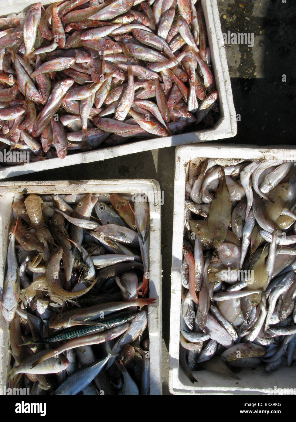 boxes full of sea fish in port dock harbour italy Stock Photo - Alamy