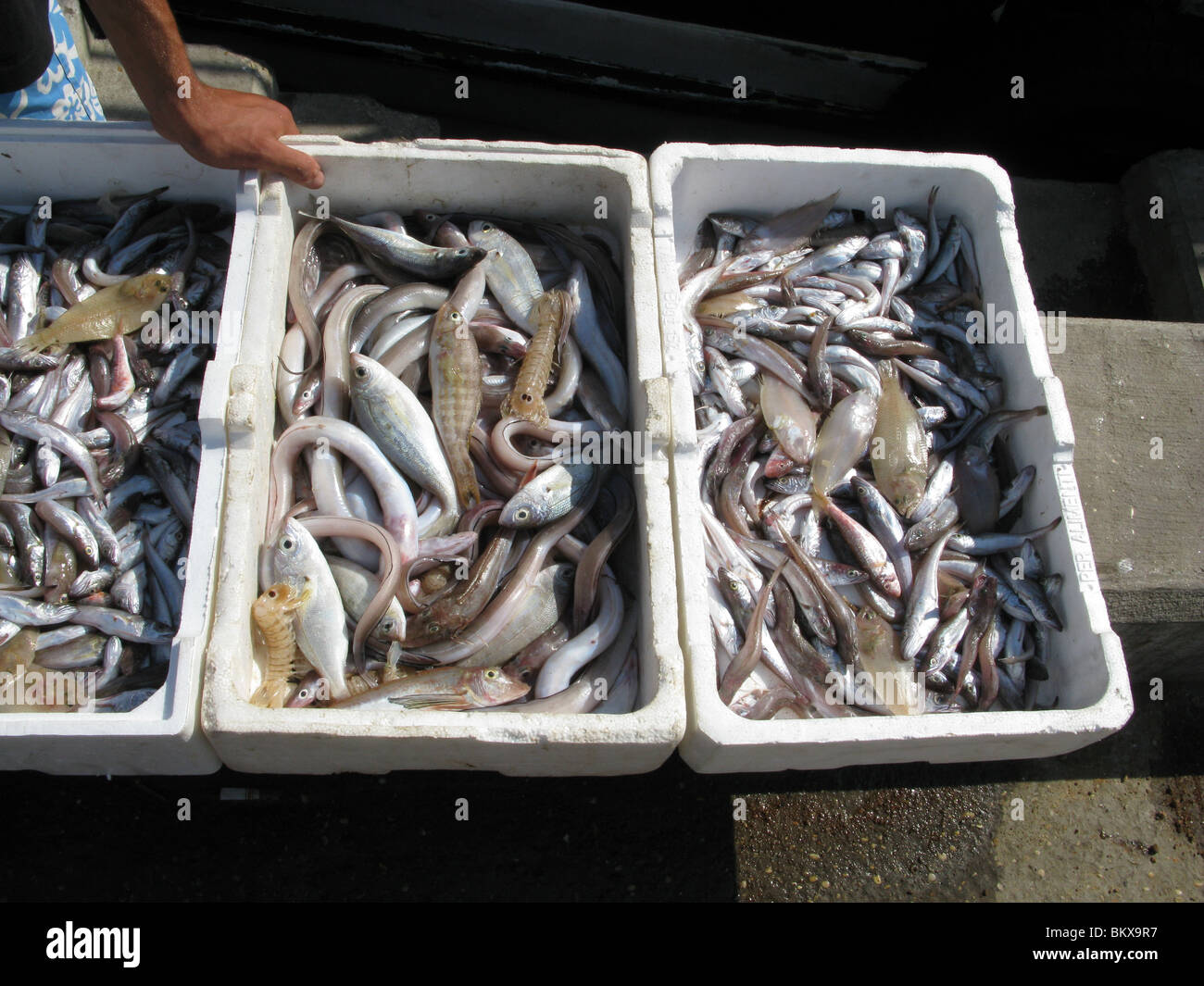 boxes full of sea fish in port dock harbour italy Stock Photo - Alamy