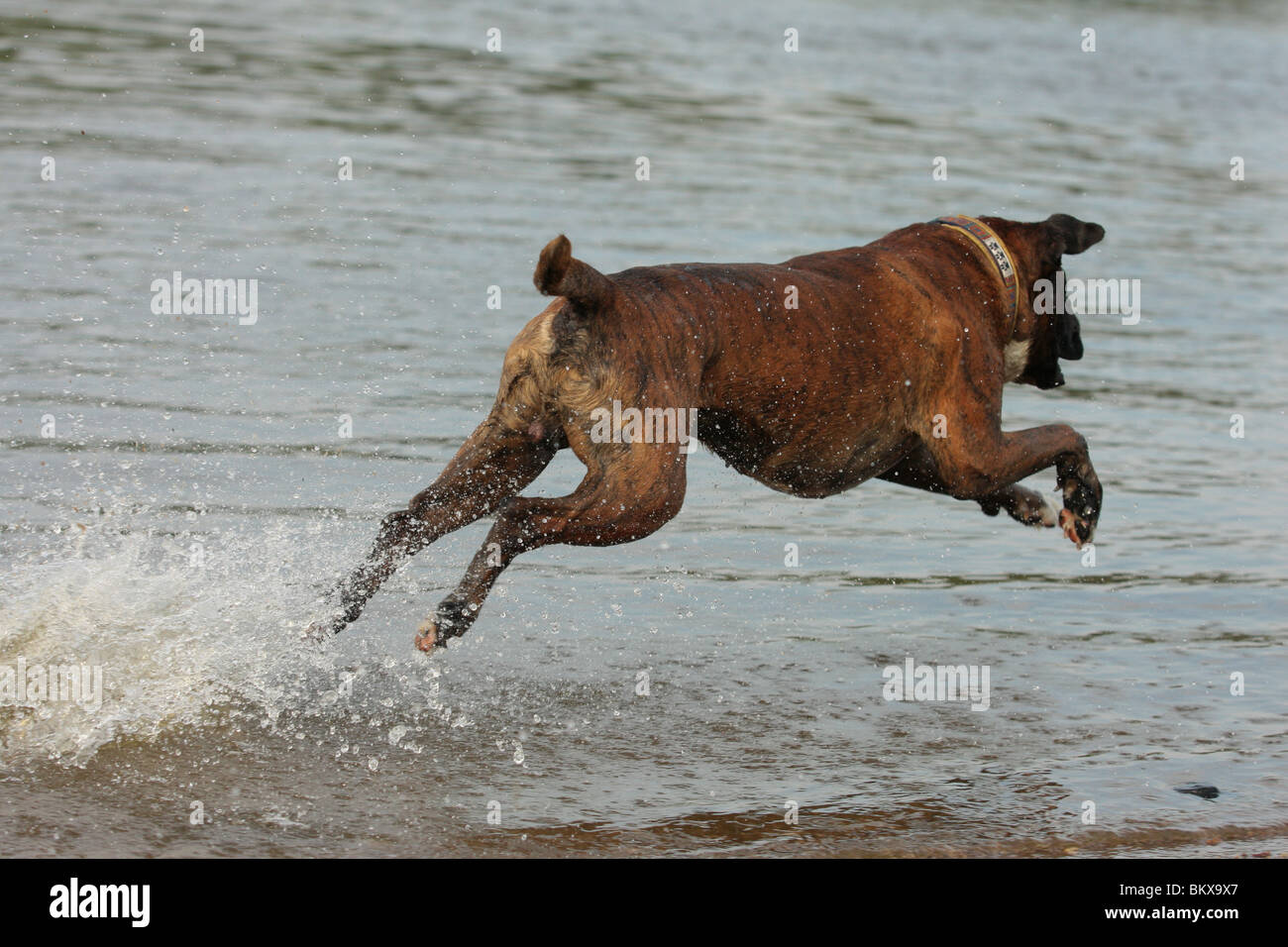 running German Boxer Stock Photo - Alamy
