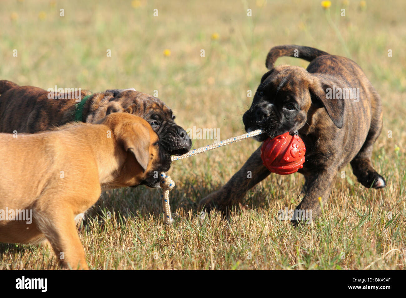 playing German Boxer Puppies Stock Photo - Alamy