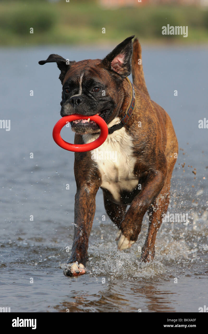 playing German Boxer Stock Photo - Alamy