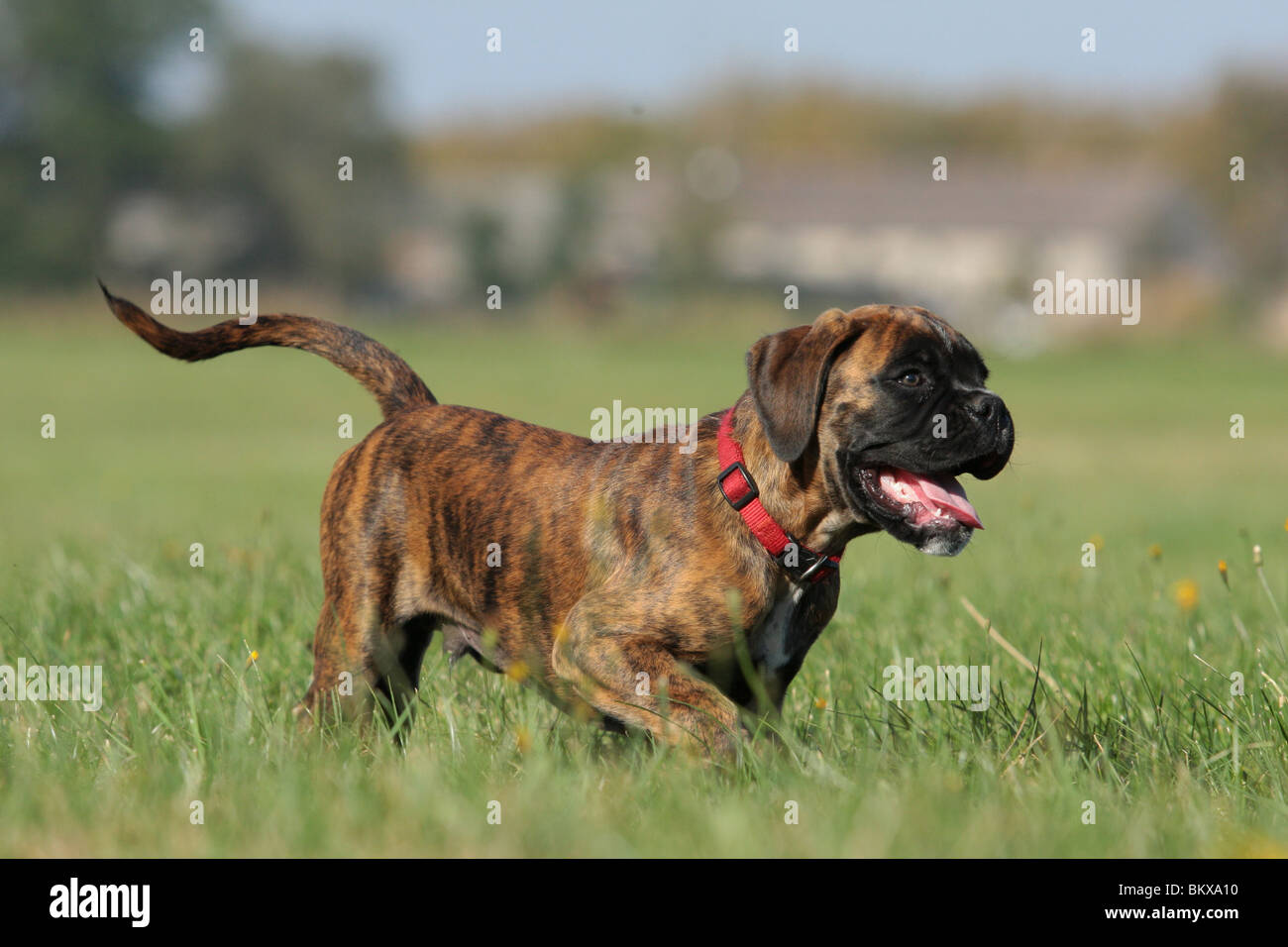 German Boxer Puppy Stock Photo - Alamy