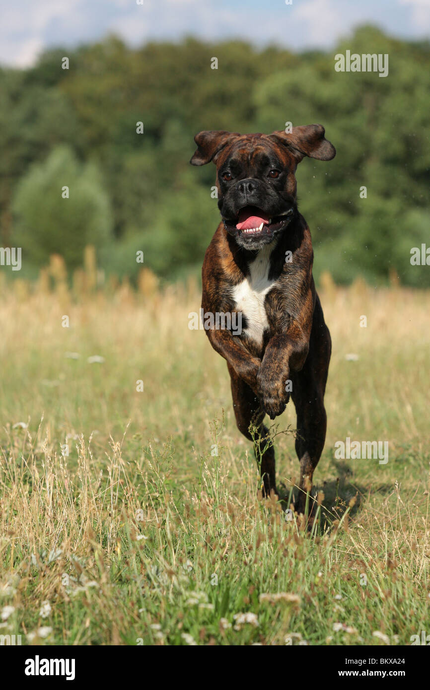 running German Boxer Stock Photo - Alamy