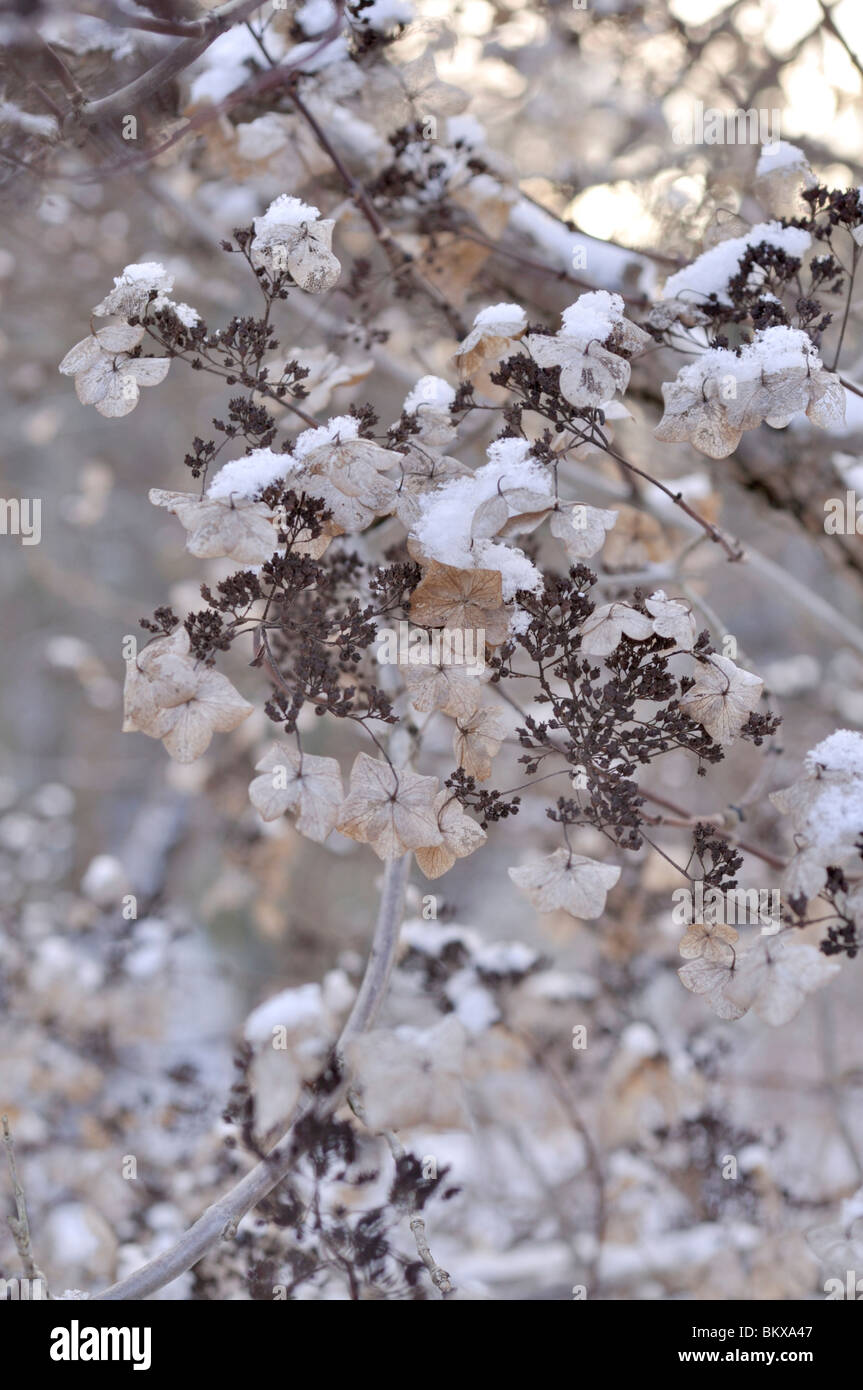 Chinese hydrangea (Hydrangea heteromalla Stock Photo - Alamy