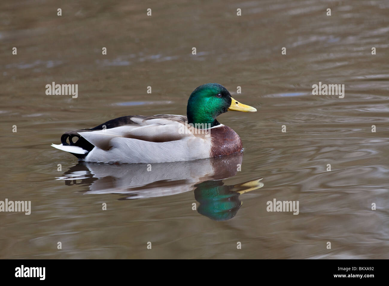 Single male mallard water hi-res stock photography and images - Alamy