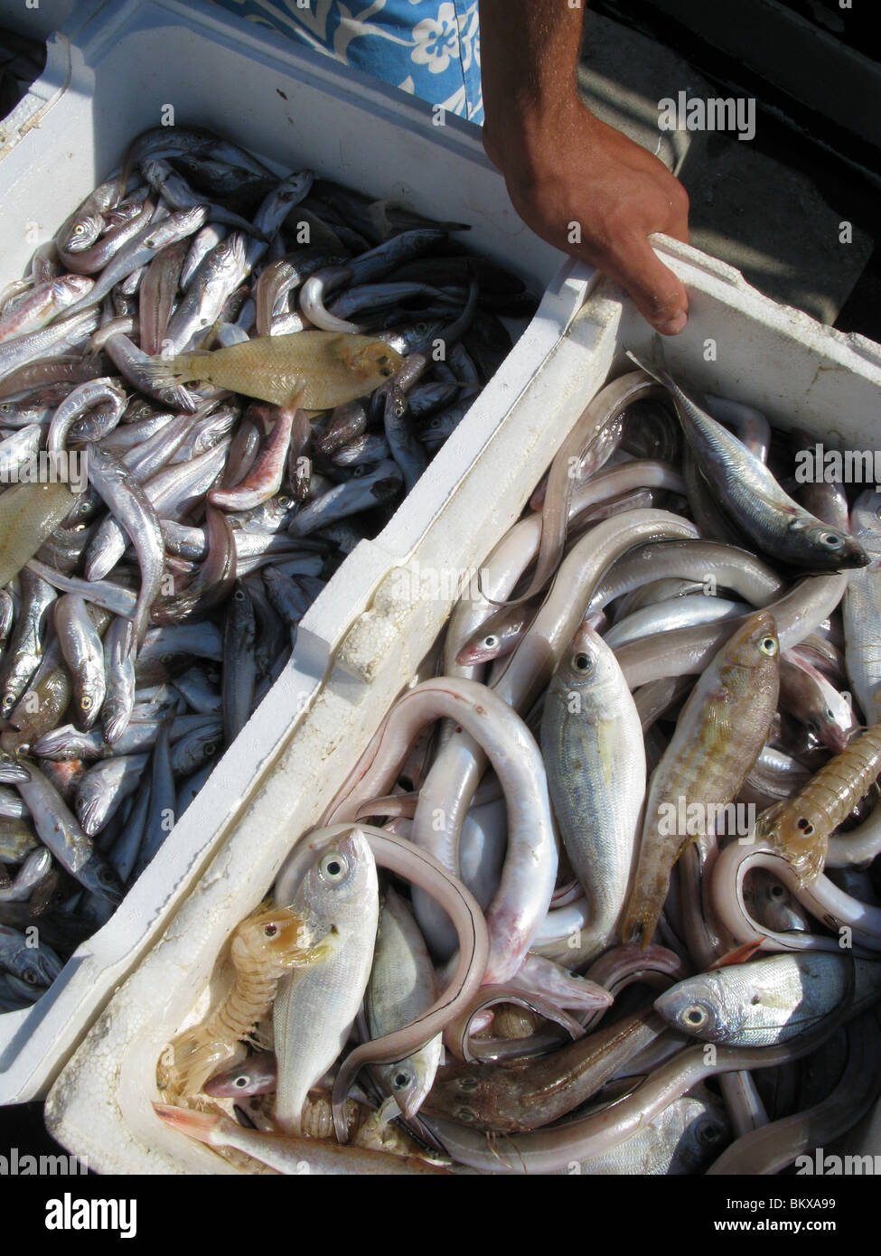 boxes full of sea fish in port dock harbour italy Stock Photo - Alamy