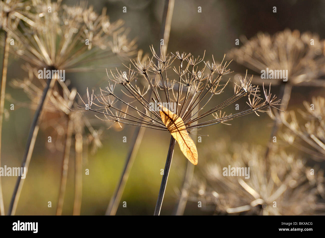 Laserpitium siler hi-res stock photography and images - Alamy