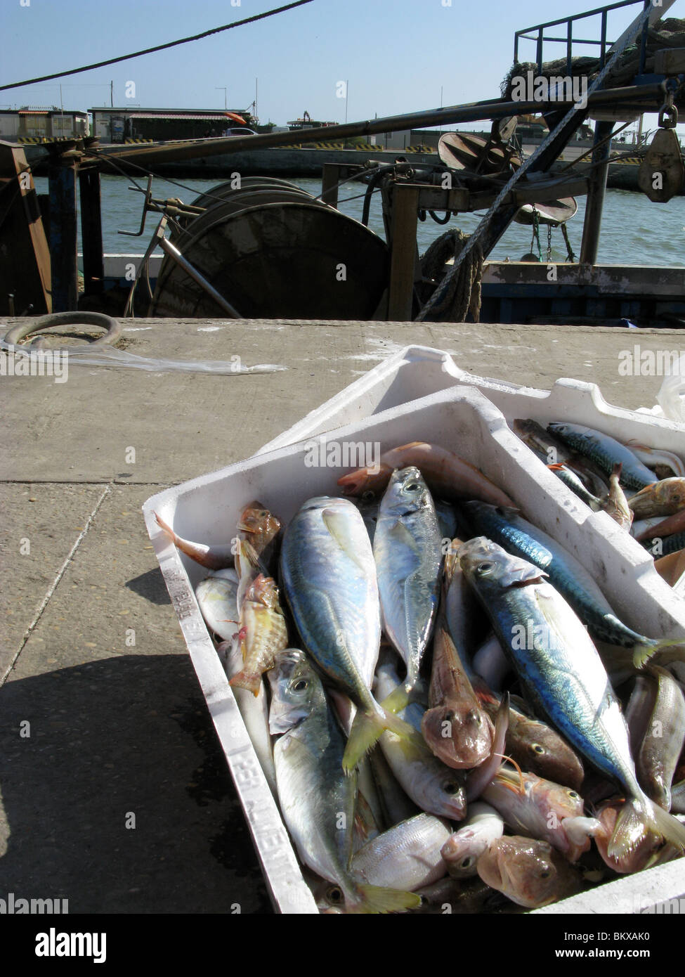 boxes full of sea fish in port dock harbour italy Stock Photo - Alamy