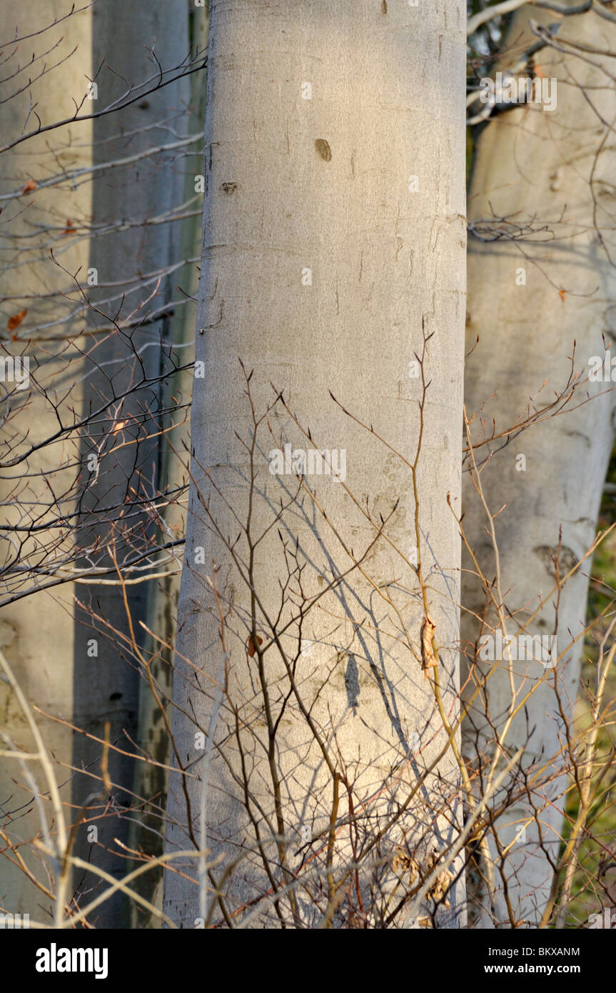 Common Beech Fagus Sylvatica Bark Stock Photos & Common Beech Fagus ...