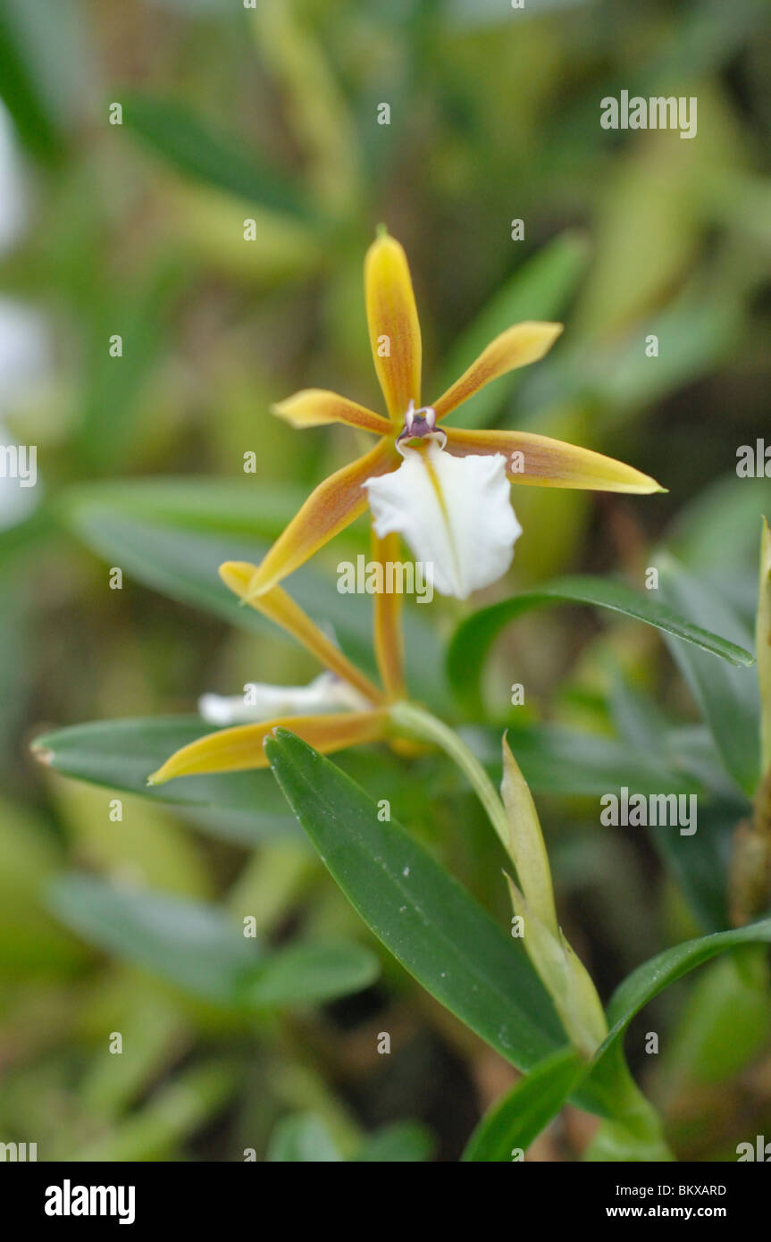 Dinema polybulbon hi-res stock photography and images - Alamy