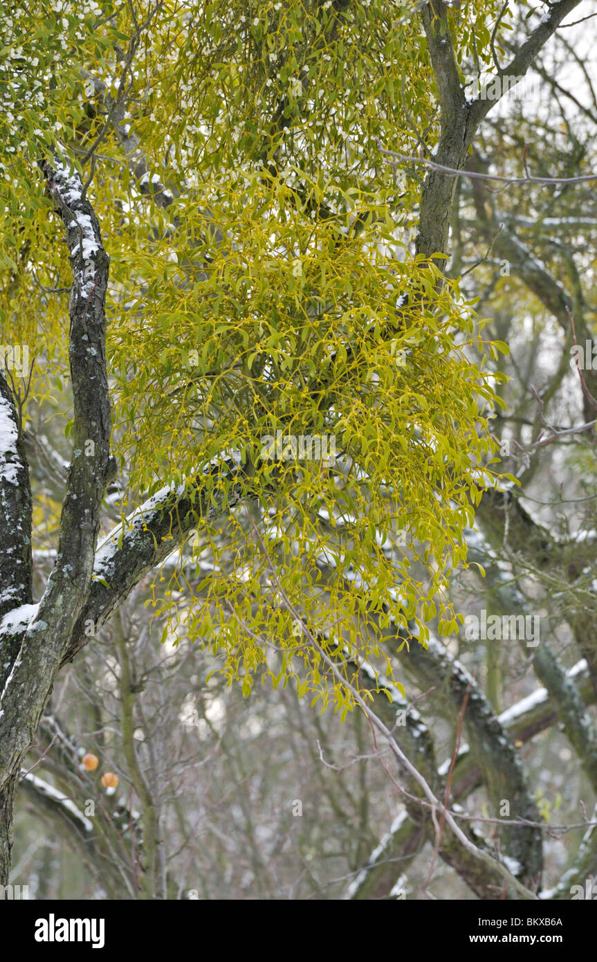 Viscum snow hi-res stock photography and images - Alamy