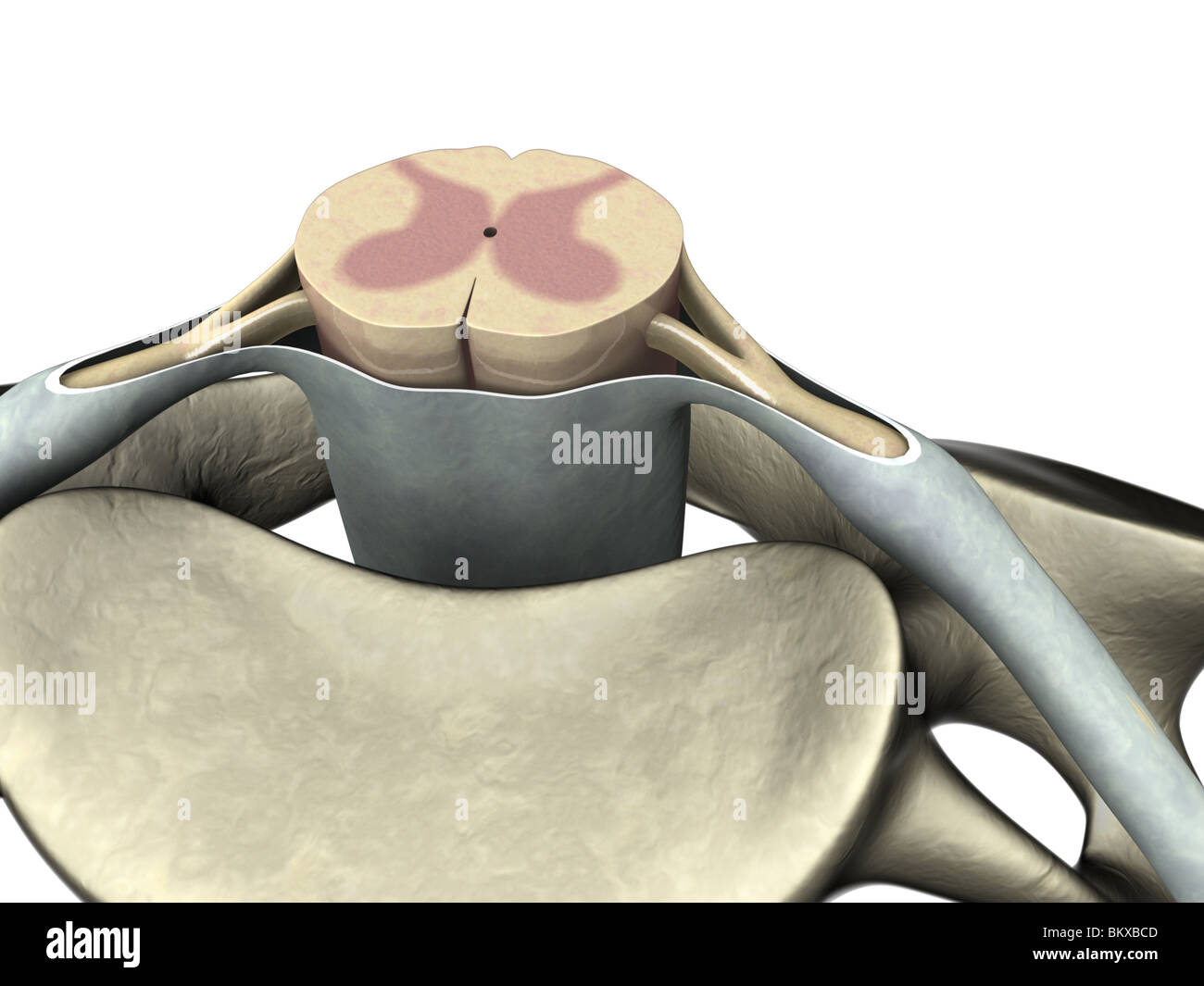 Right Neural Foramen