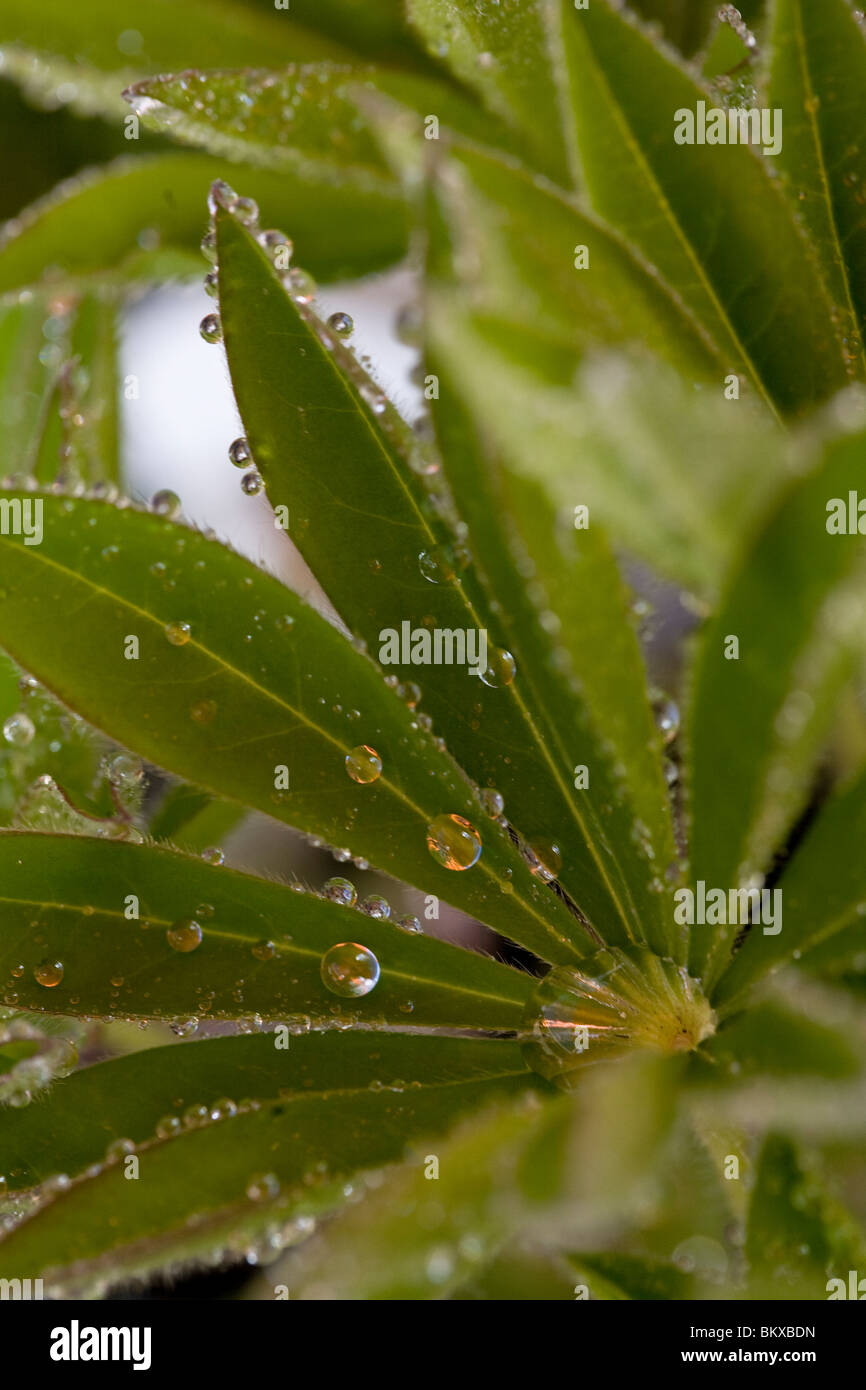 Lupin Leaves High Resolution Stock Photography and Images - Alamy