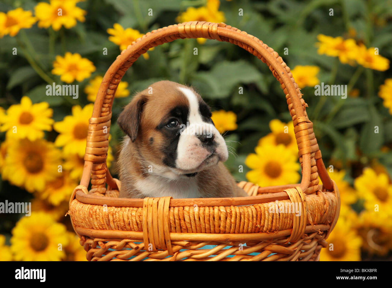 Boxer puppy garden hi-res stock photography and images - Alamy