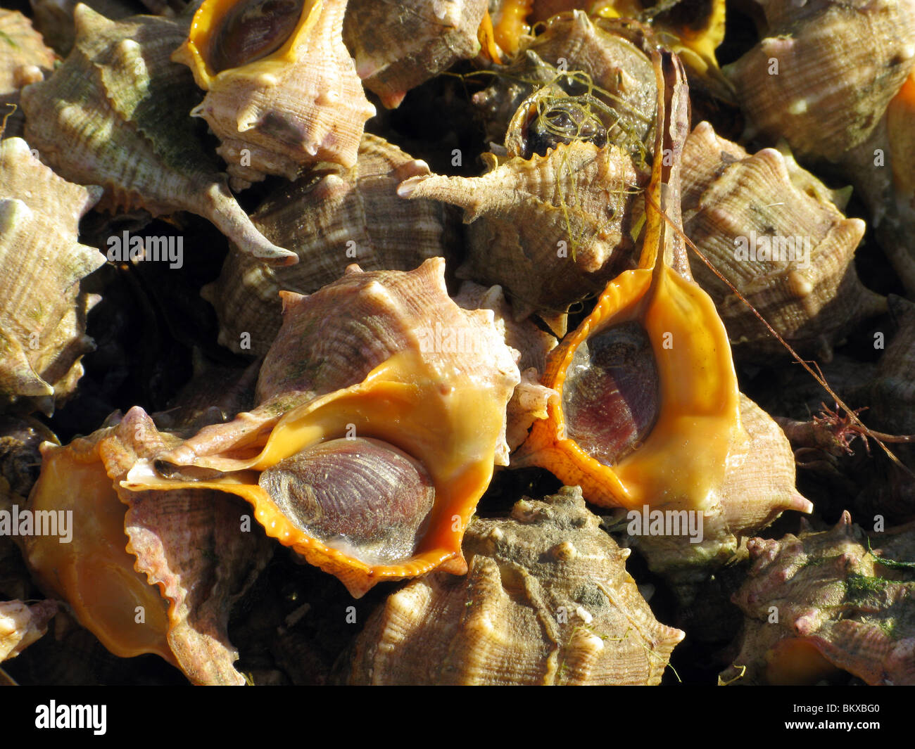 boxes full of sea shells in port dock harbour italy Stock Photo - Alamy