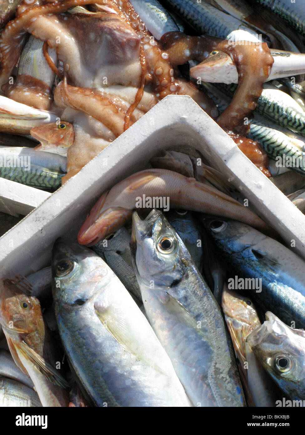 boxes full of sea fish in port dock harbour italy Stock Photo - Alamy
