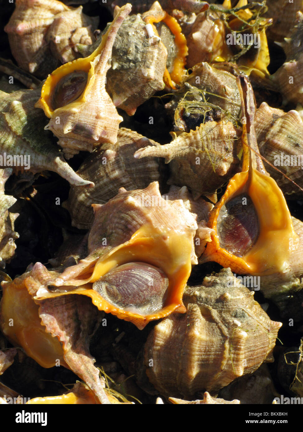 boxes full of sea shells in port dock harbour italy Stock Photo - Alamy