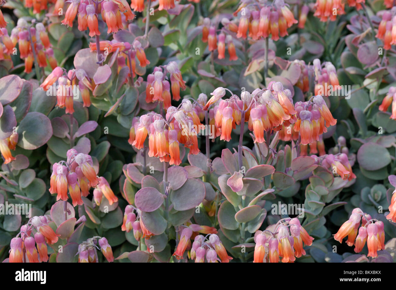 Kalanchoe marnieriana hi-res stock photography and images - Alamy