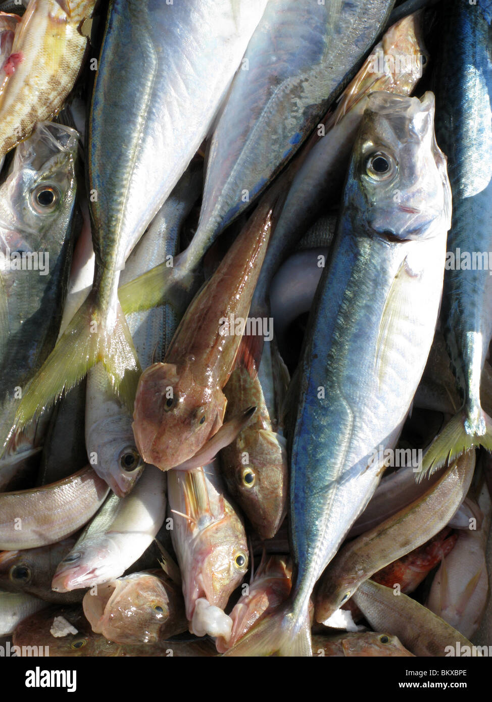 boxes full of sea fish in port dock harbour italy Stock Photo - Alamy