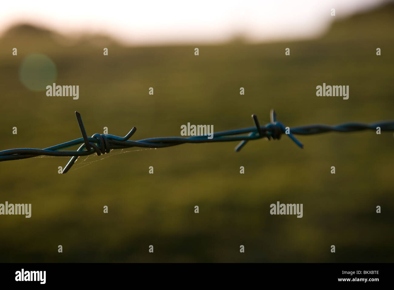 Barbed wire with field Stock Photo - Alamy