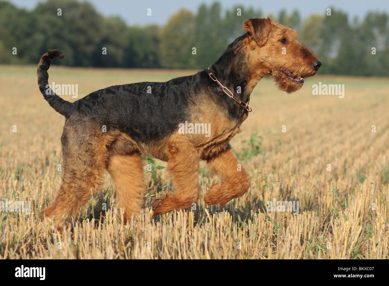 running Airedale Terrier Stock Photo - Alamy