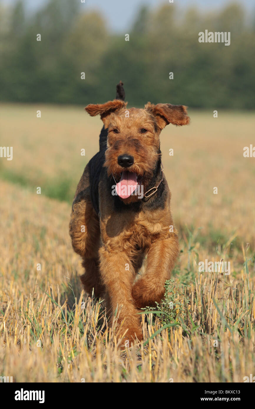 running Airedale Terrier Stock Photo - Alamy