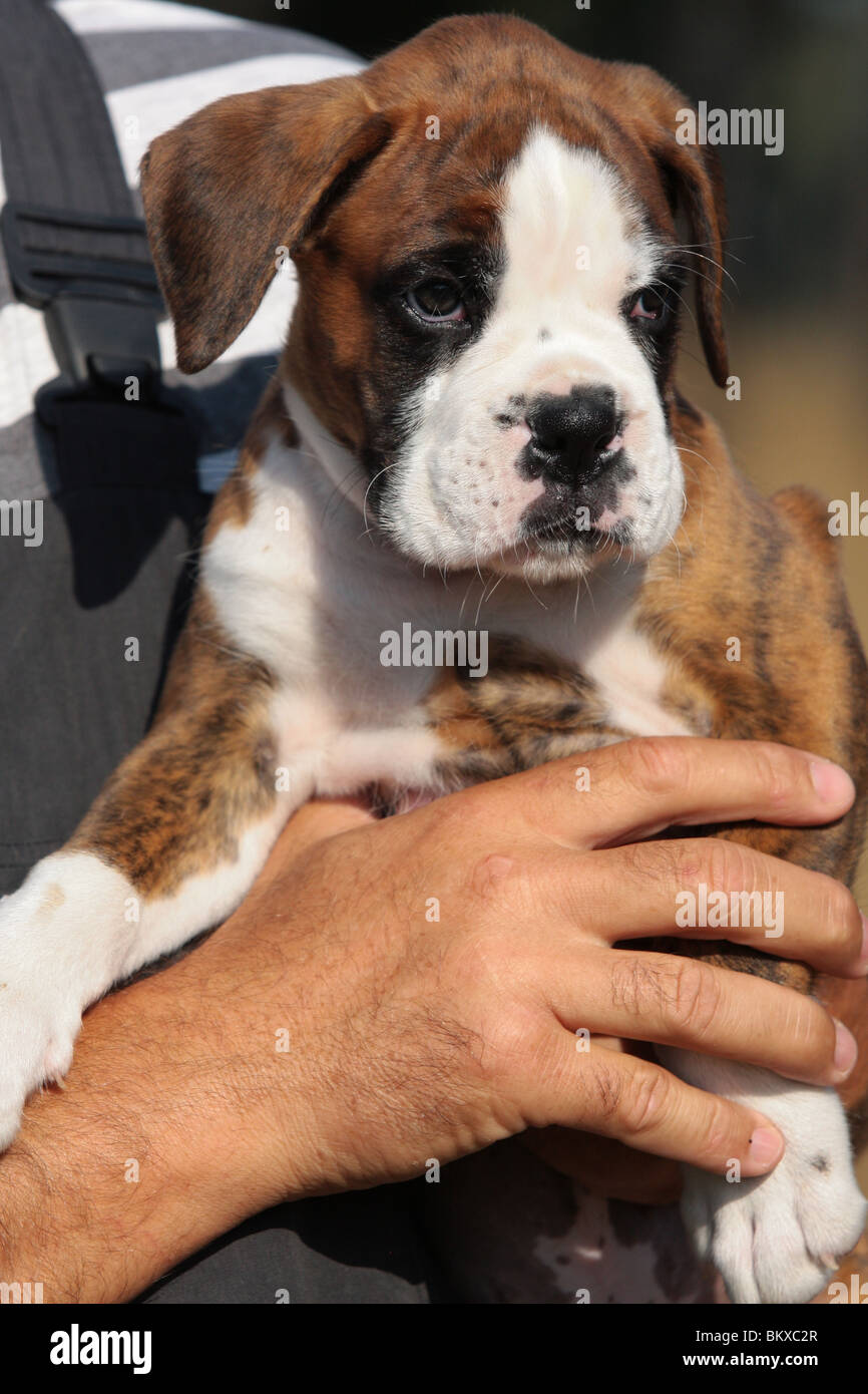 German Boxer Puppy Stock Photo - Alamy