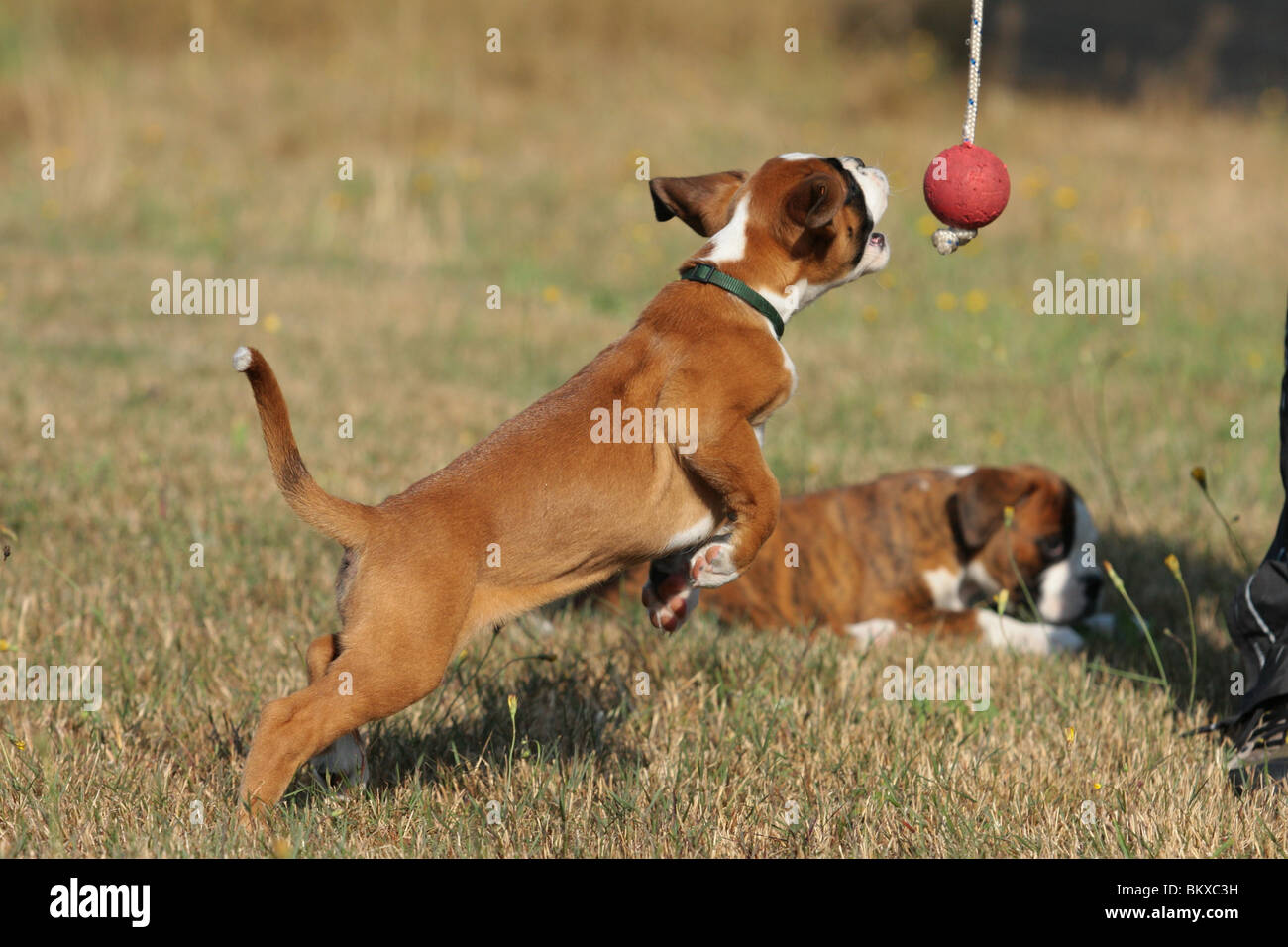 playing German Boxer Puppy Stock Photo - Alamy
