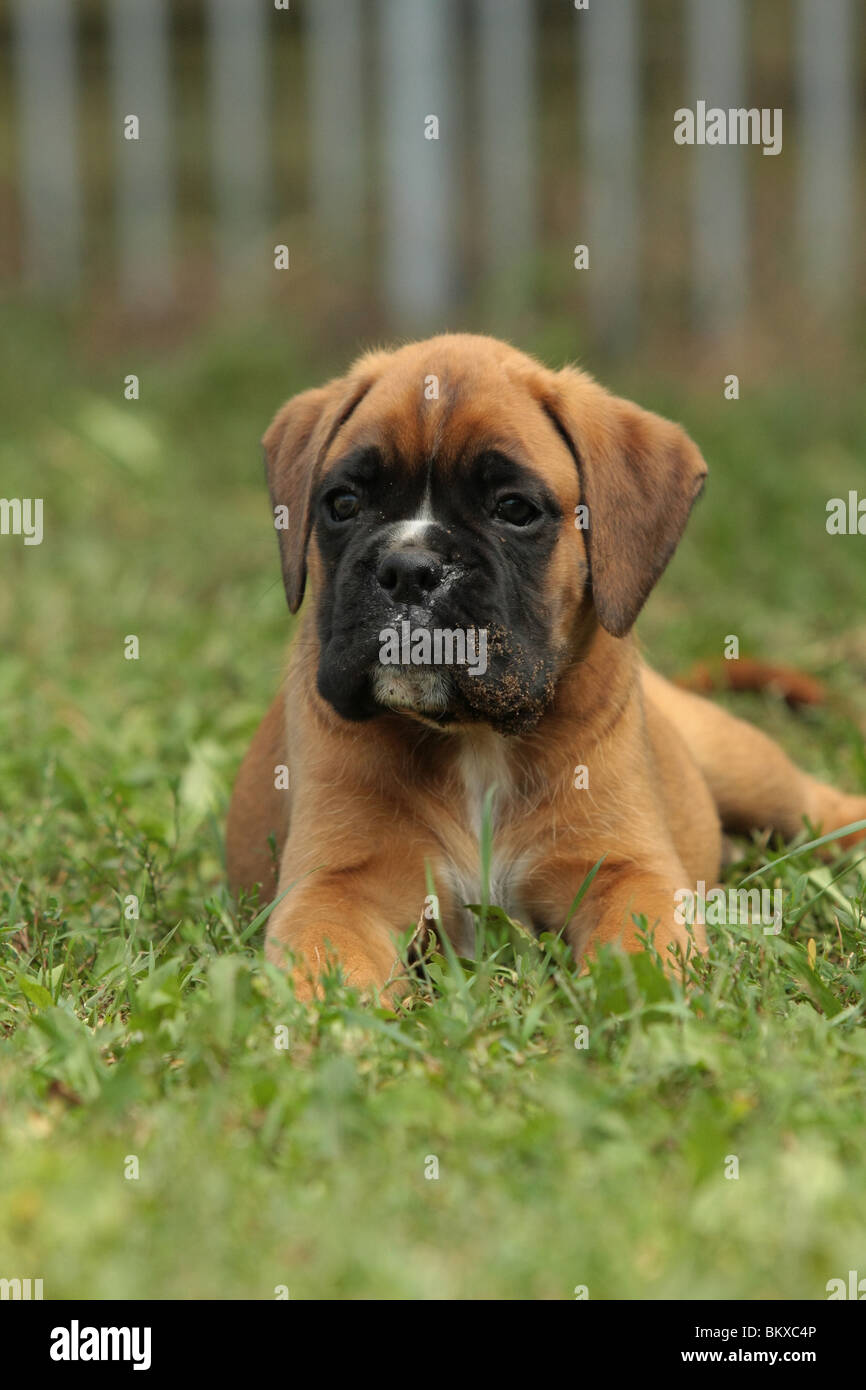 German Boxer Puppy Stock Photo - Alamy