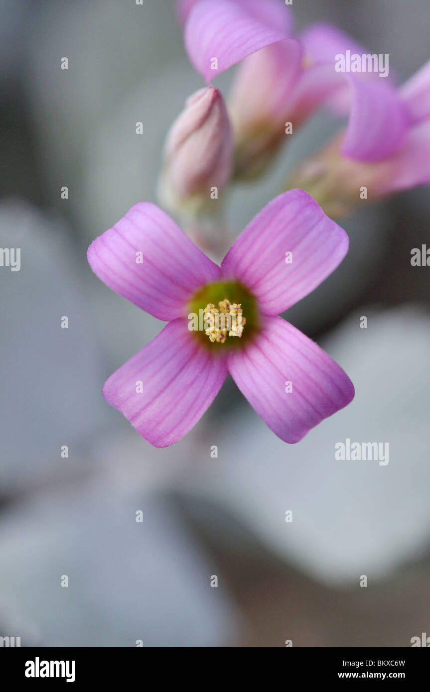 Kalanchoe flower plant hi-res stock photography and images - Alamy