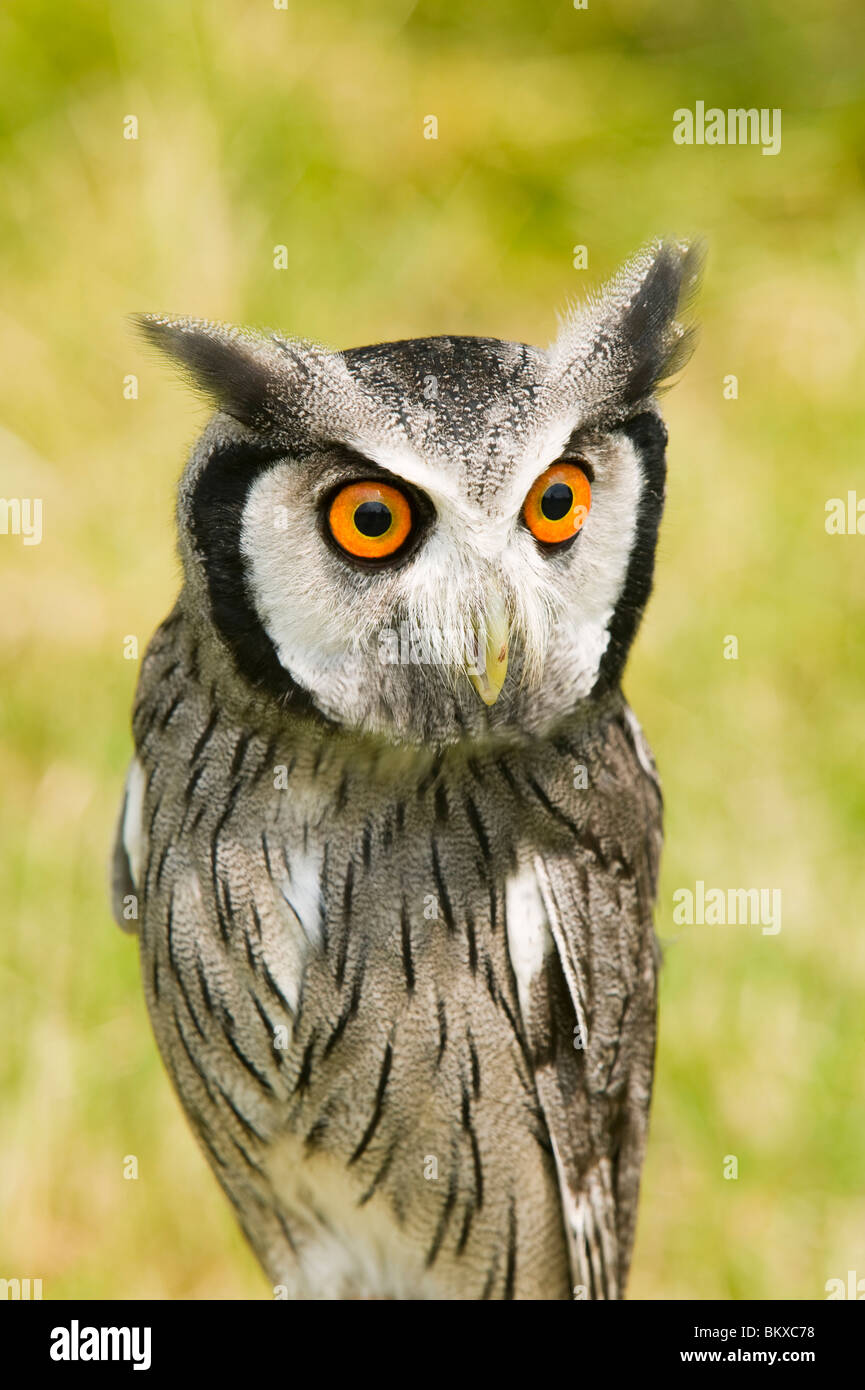 A White Faced Owl with a surprised expression on its face Stock Photo ...