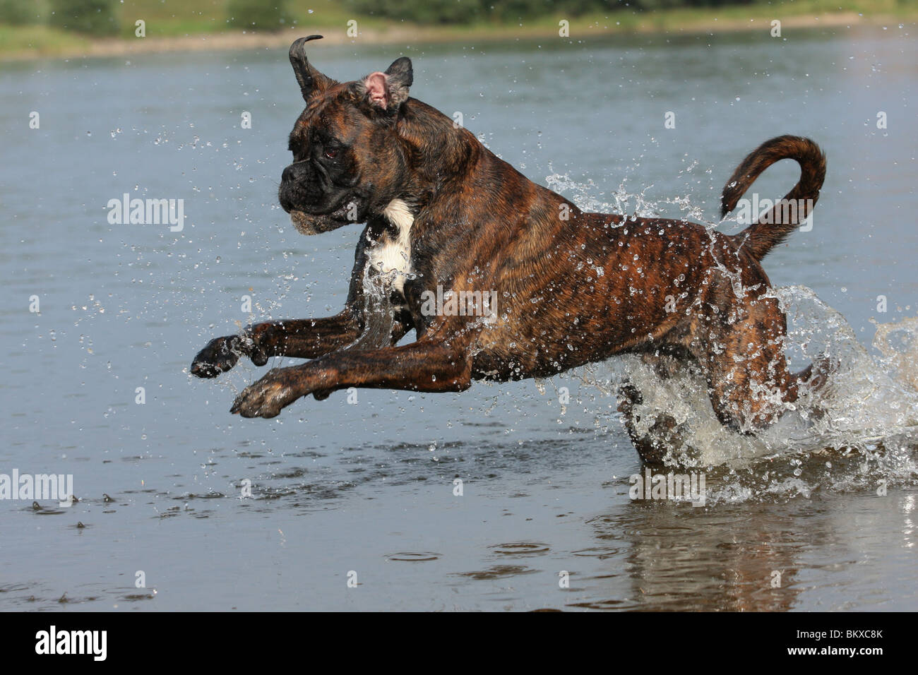 running German Boxer Stock Photo - Alamy