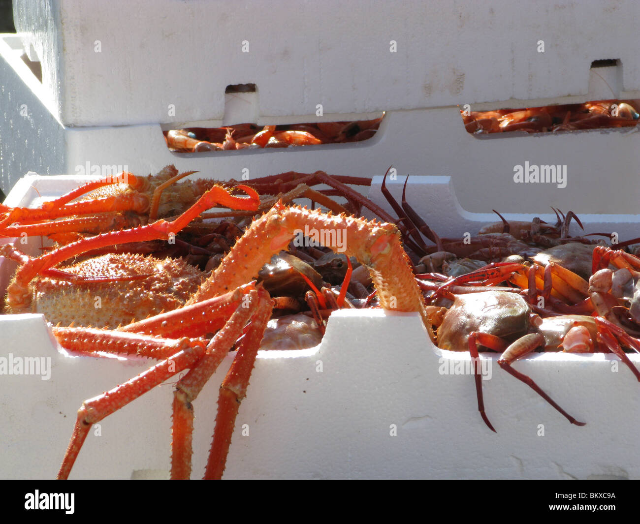 boxes full of sea crabs in port dock harbour italy Stock Photo - Alamy