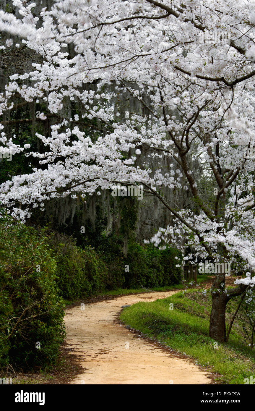 White Cherry Blossom Lane