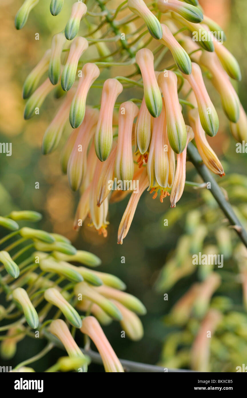 Flowering aloes hi-res stock photography and images - Alamy