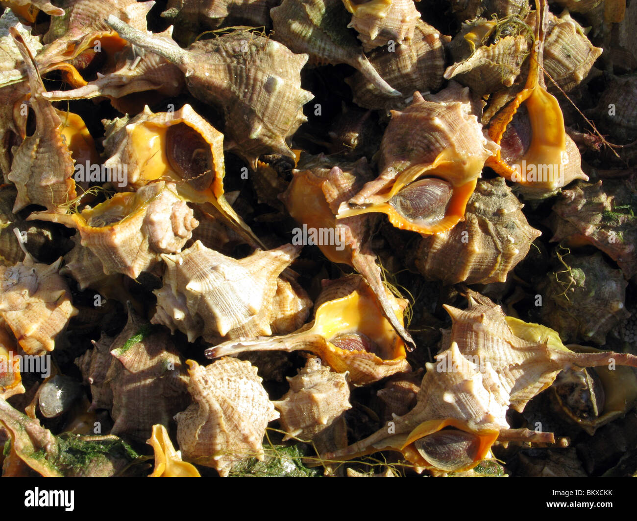boxes full of sea shells in port dock harbour italy Stock Photo - Alamy