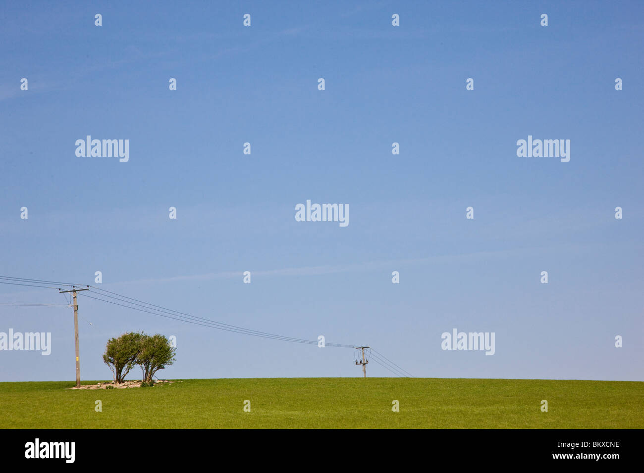 Field with trees and electric poles Stock Photo - Alamy