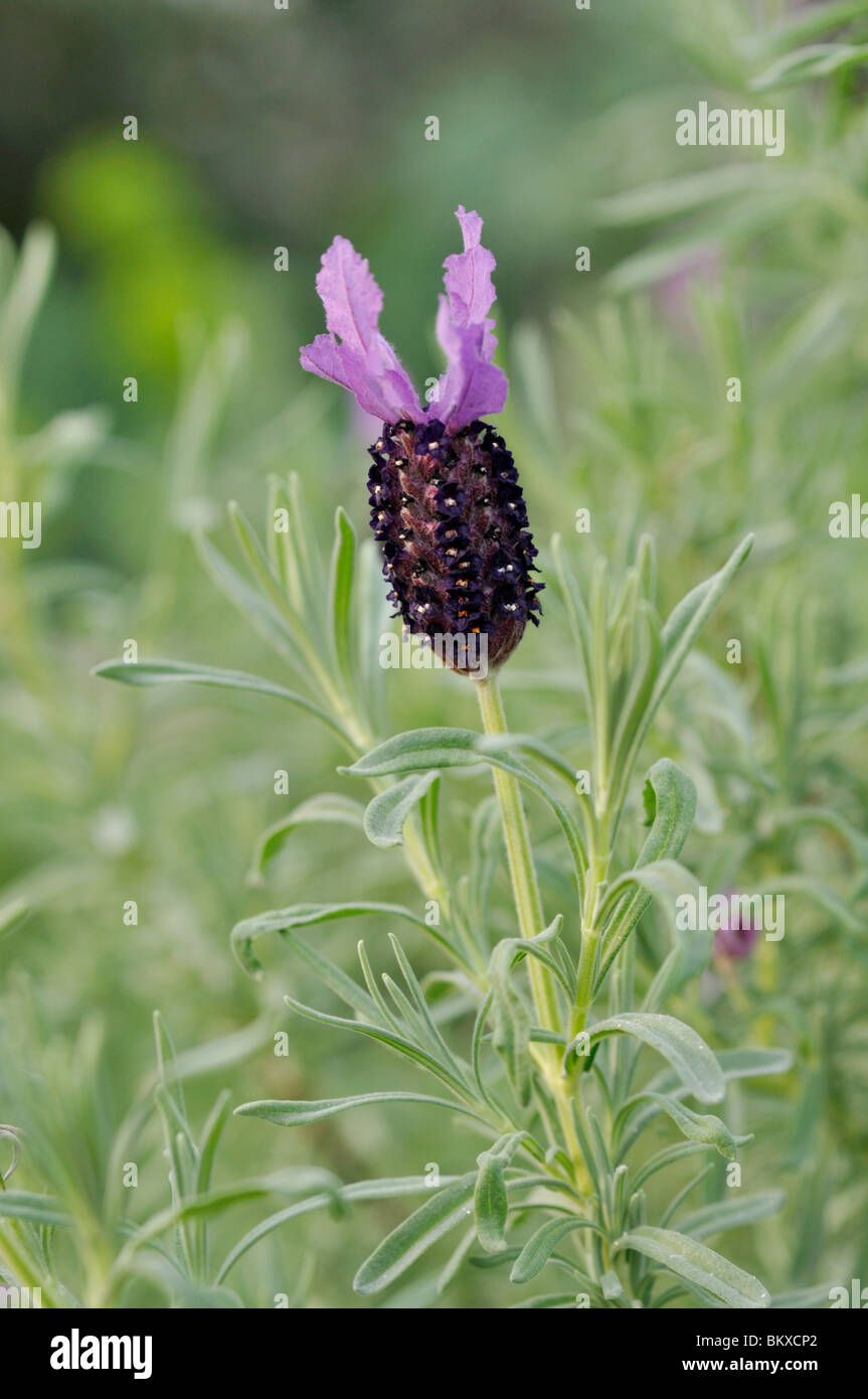 Topped lavender (Lavandula stoechas Stock Photo - Alamy