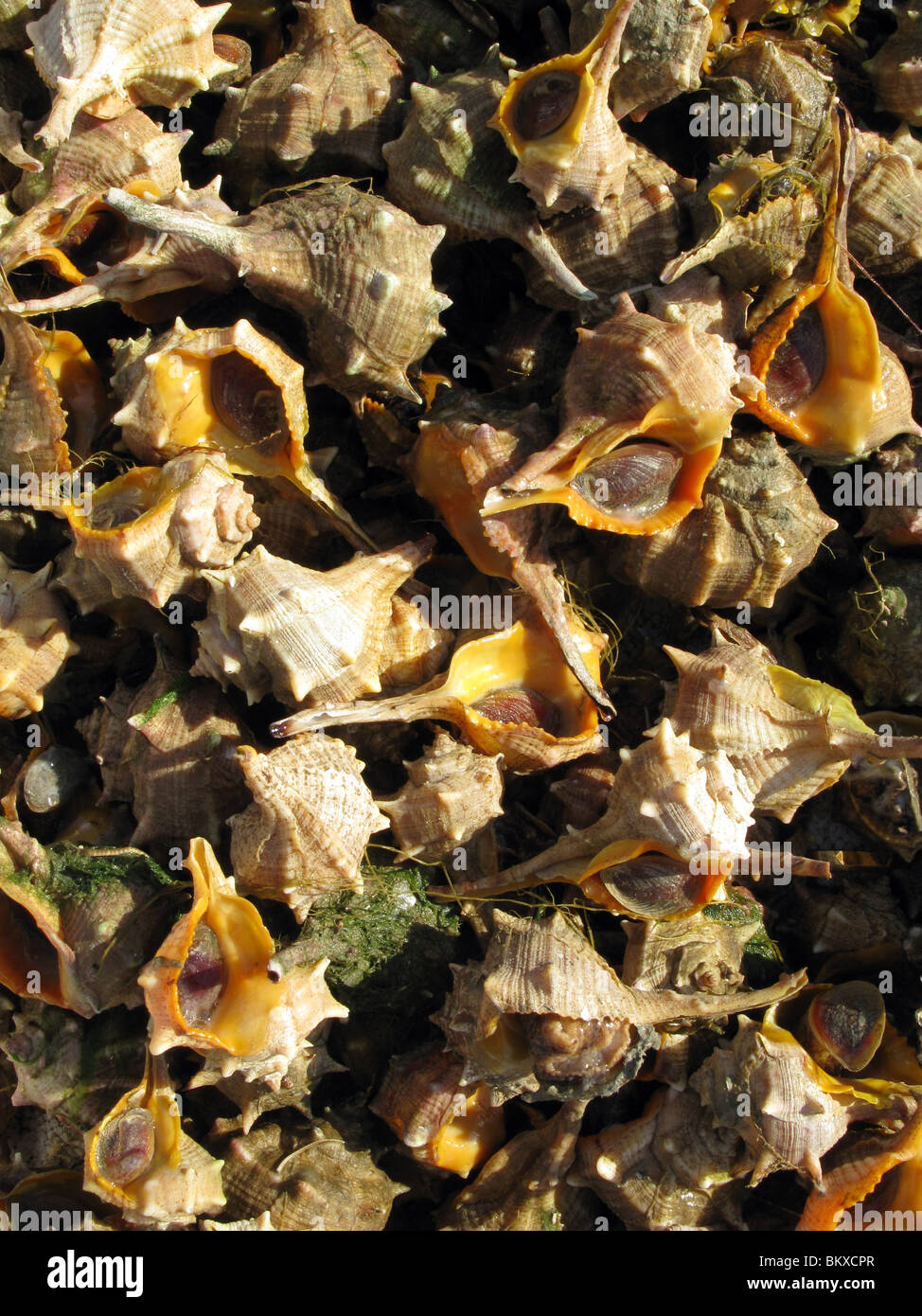 boxes full of sea shells in port dock harbour italy Stock Photo - Alamy