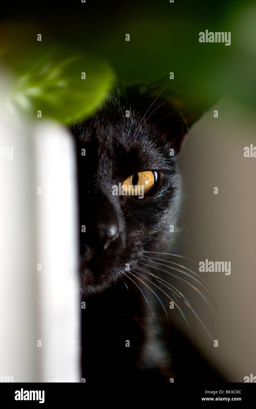Bombay cat hi-res stock photography and images - Alamy