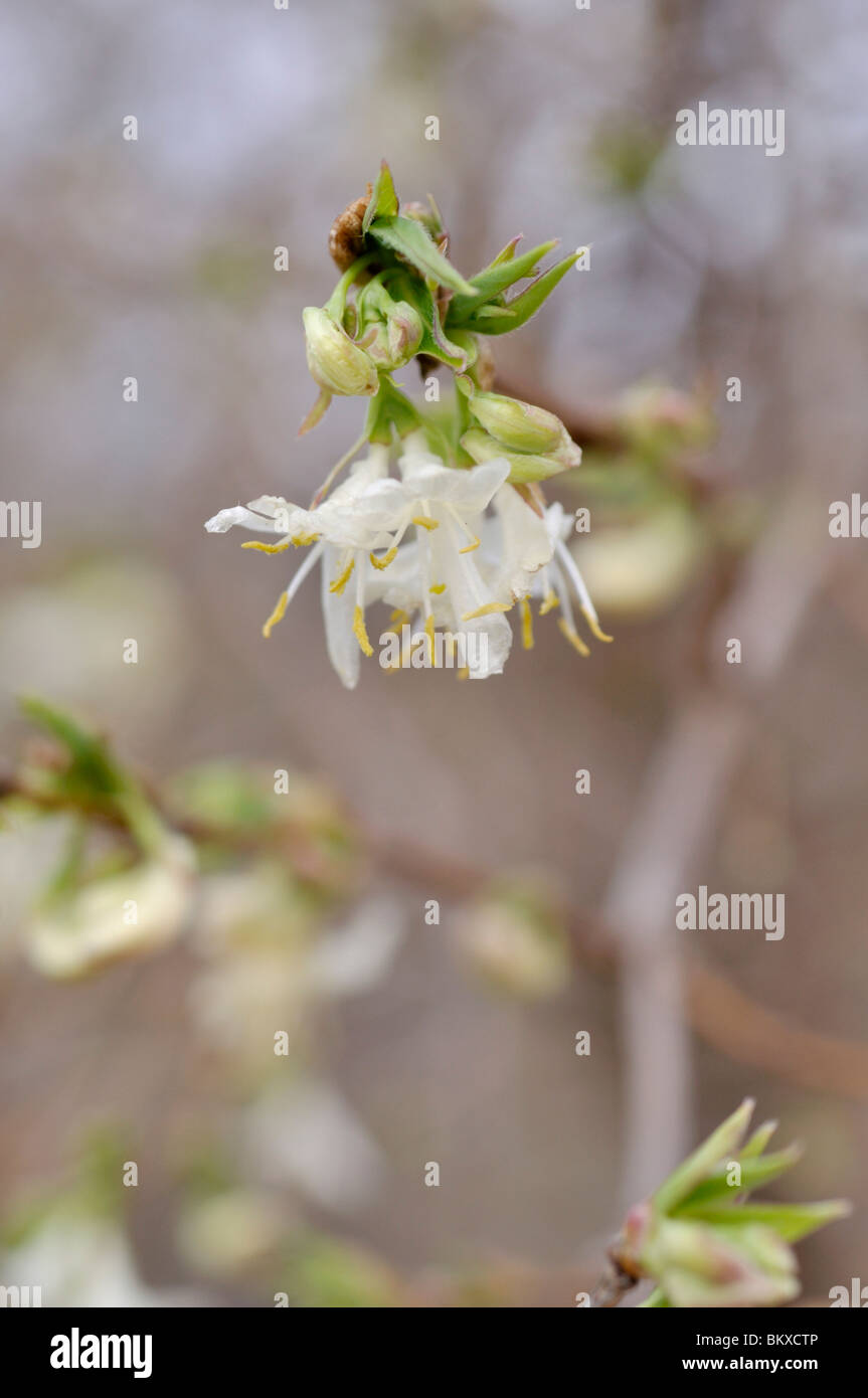 Lonicera purpusii flowering hi-res stock photography and images - Alamy