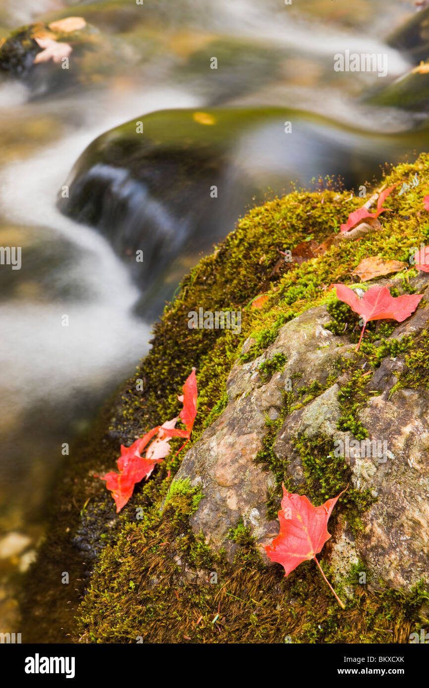 Rock cap moss hi-res stock photography and images - Alamy