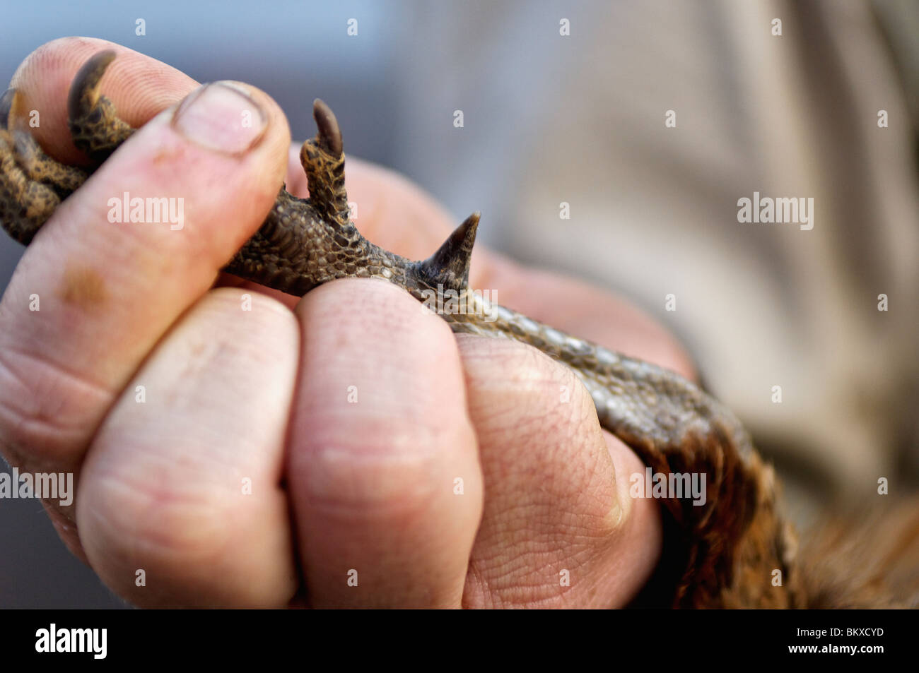 Ringneck pheasant hi-res stock photography and images - Alamy