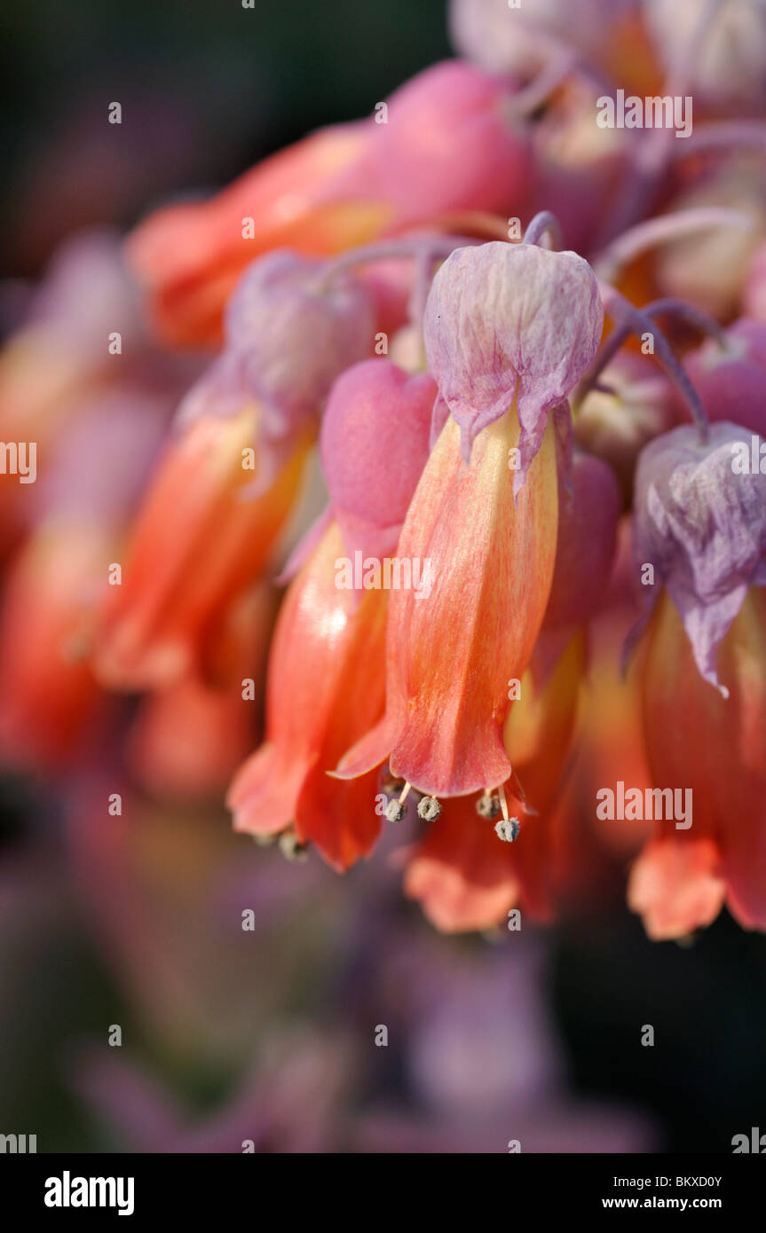 Kalanchoe marnieriana hi-res stock photography and images - Alamy
