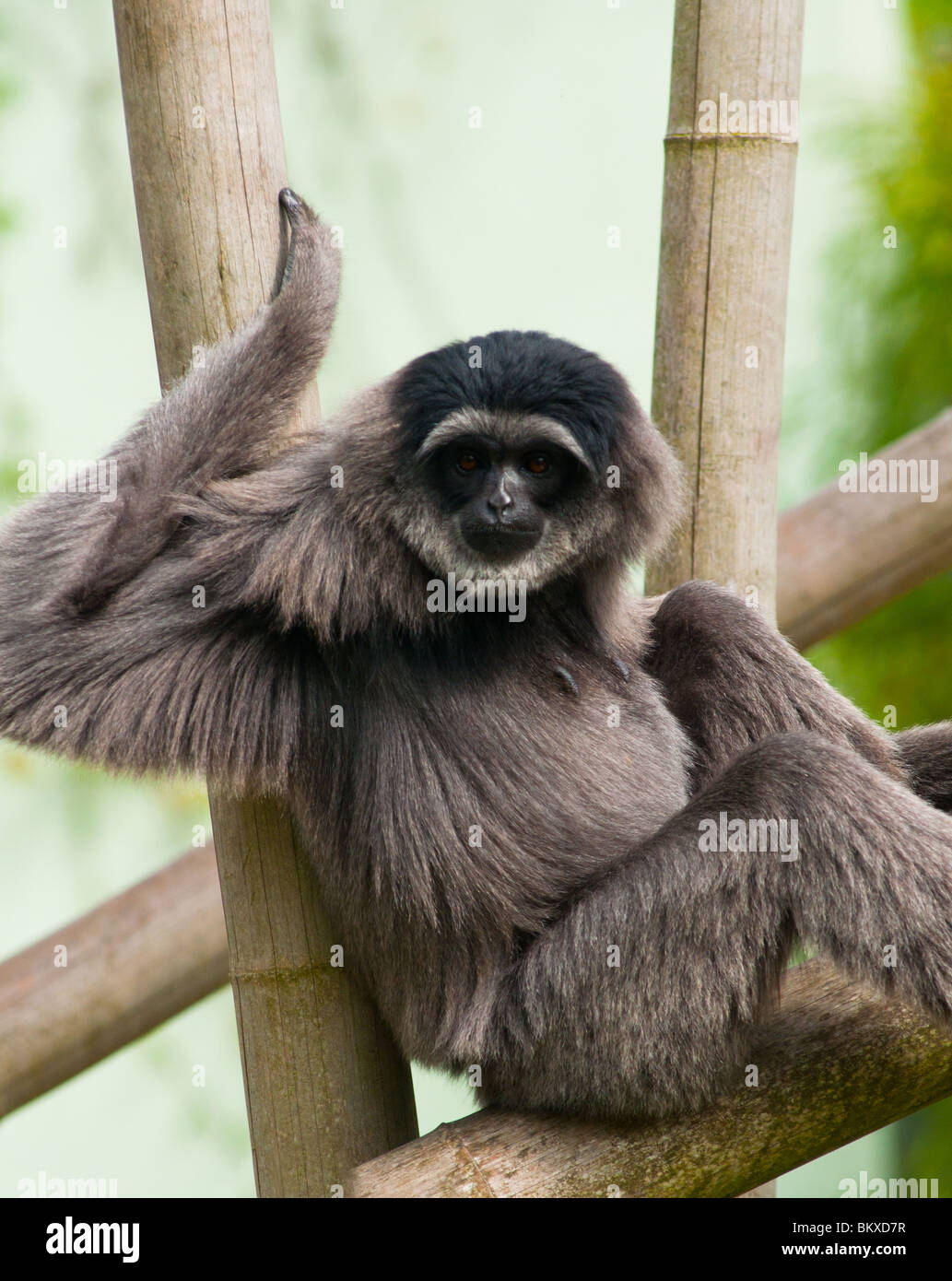 Mueller's (Grey) Gibbon Stock Photo - Alamy