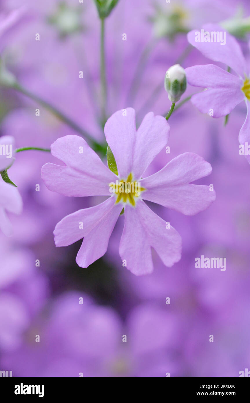 Fairy primrose hi-res stock photography and images - Alamy