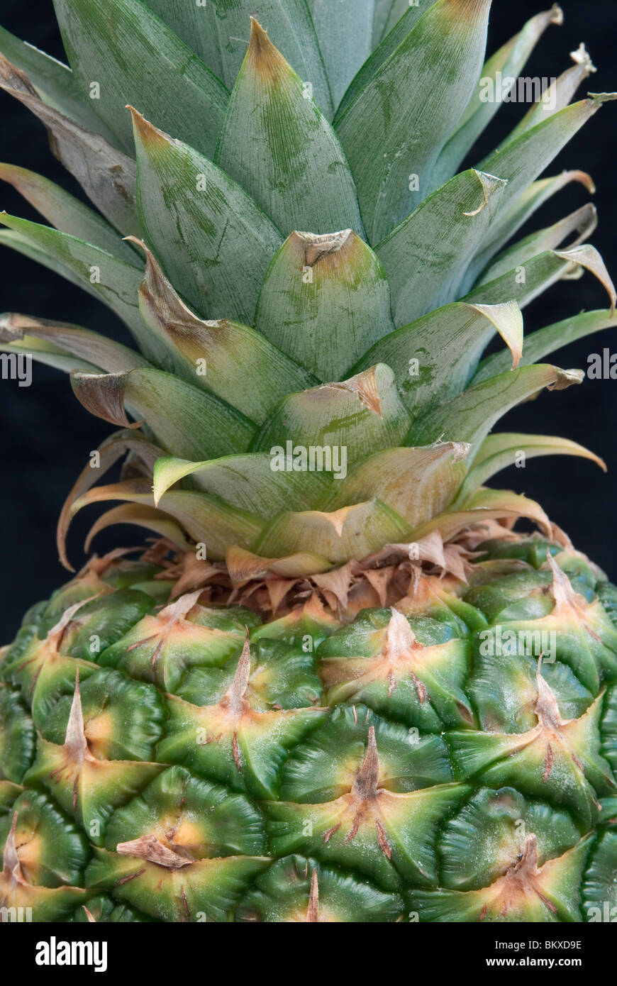 pineapple close up Stock Photo - Alamy